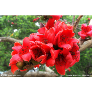 强硬滴亚历山大 