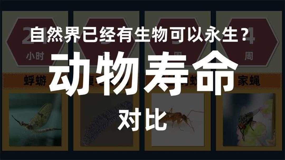 自然界各种动物寿命对比情况!你猜哪个生物可以已经永生了?
