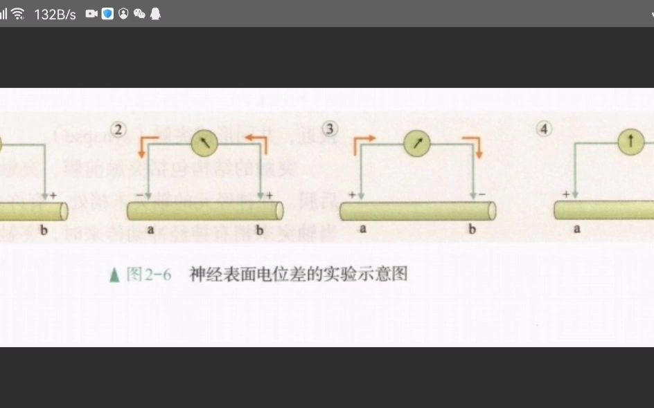 2.3神经冲动的产生和传导 任向前
