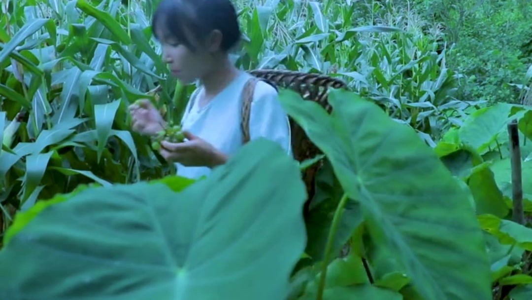 李子柒家的菜园很大,摘了好多玫瑰和名贵药材,只为冲泡一杯茶