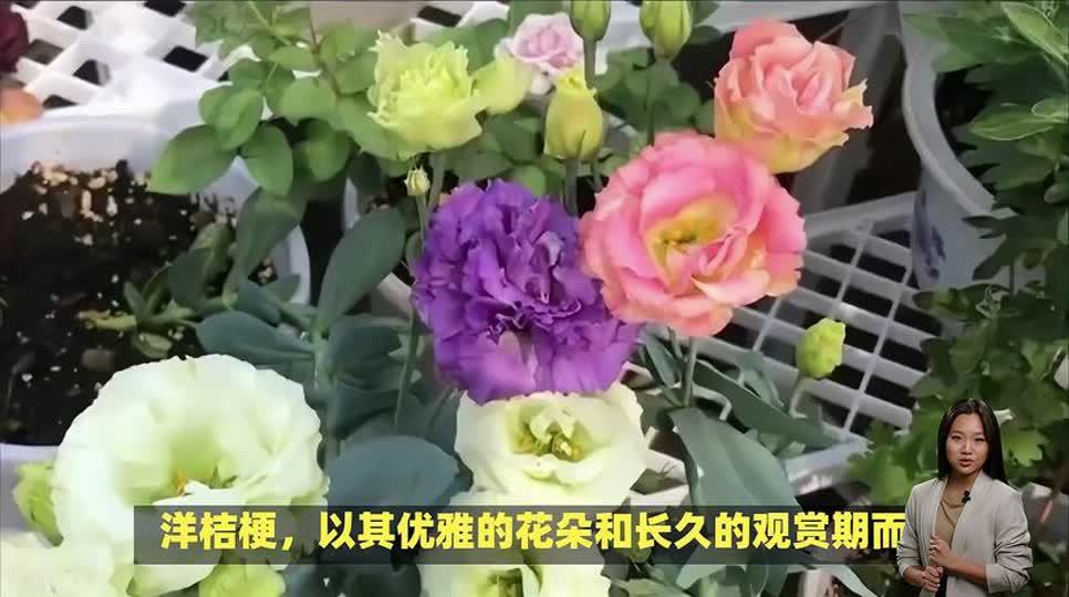 花香四溢,洋桔梗的精致种植与呵护