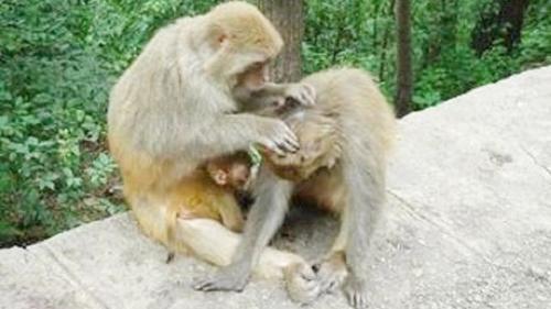 动物园猴子们这个动作有若干人猜错了,不是抓虱子吃,其实是这样