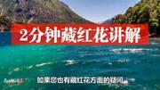 藏红花的功效,藏红花的功效有哪些,西红花的功效和作用及禁忌