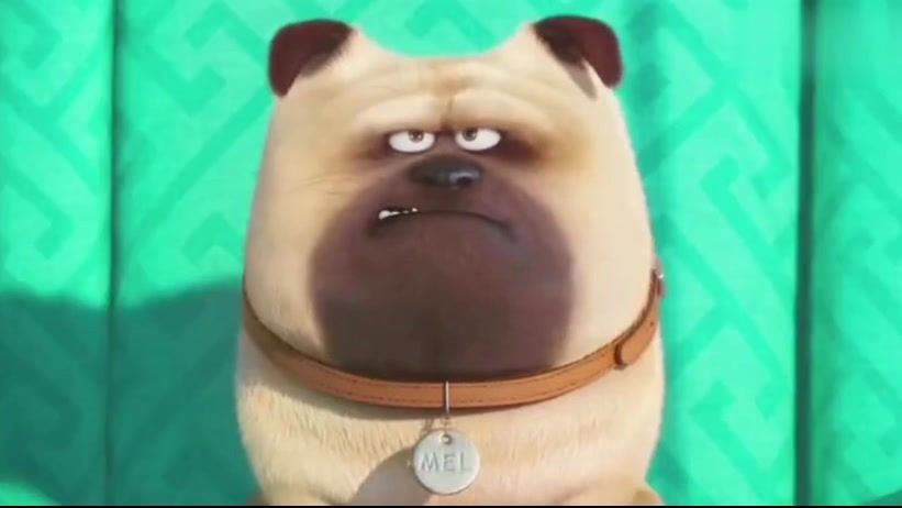 这只小鸟真优秀,为了提升自己的飞行技能,模仿飞机的动作