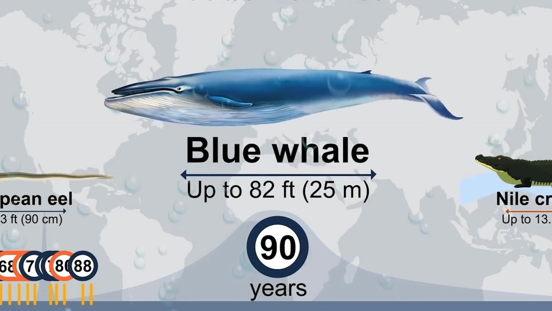 【重磅】地球动物寿命大排名,人类中等偏上,永生动物出现