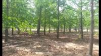 绿化苗木《银杏树宣传片》