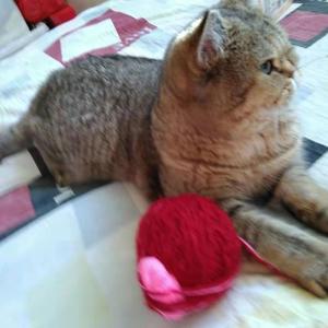 小绒毛子出福袋 