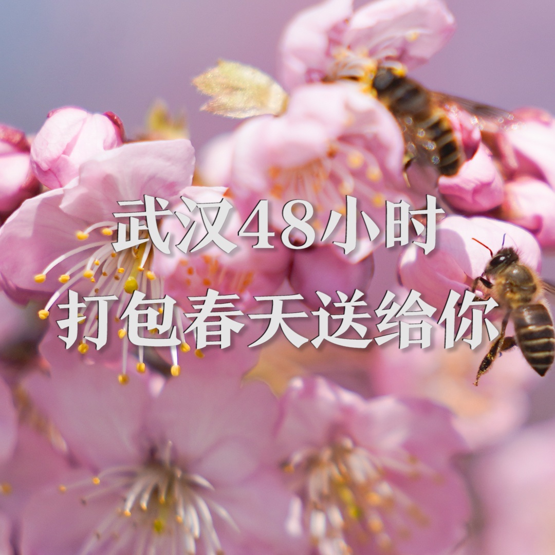 武汉48小时,打包春天送给你