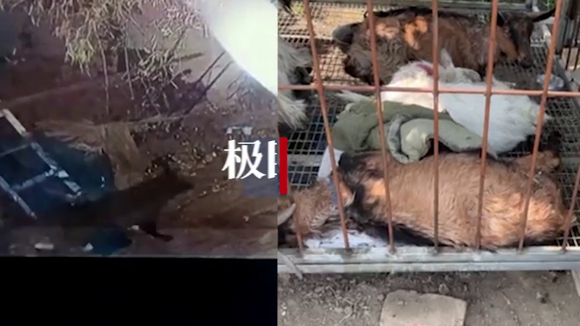 沈阳3头狼进村咬死多只羊?农户:实为大型犬,主人已找到