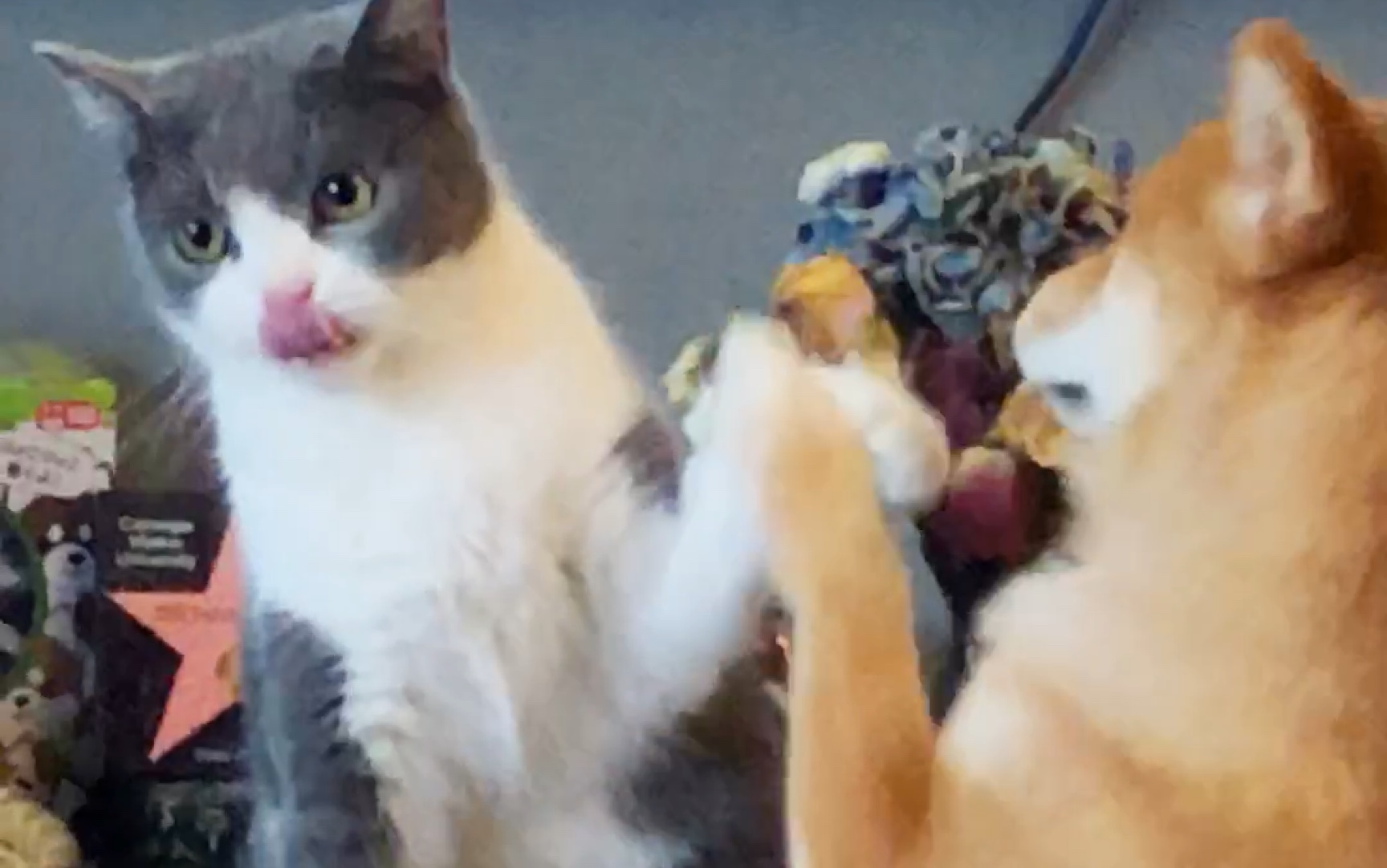 【蓝白所依】猫和狗一起养会打架?不存在的!