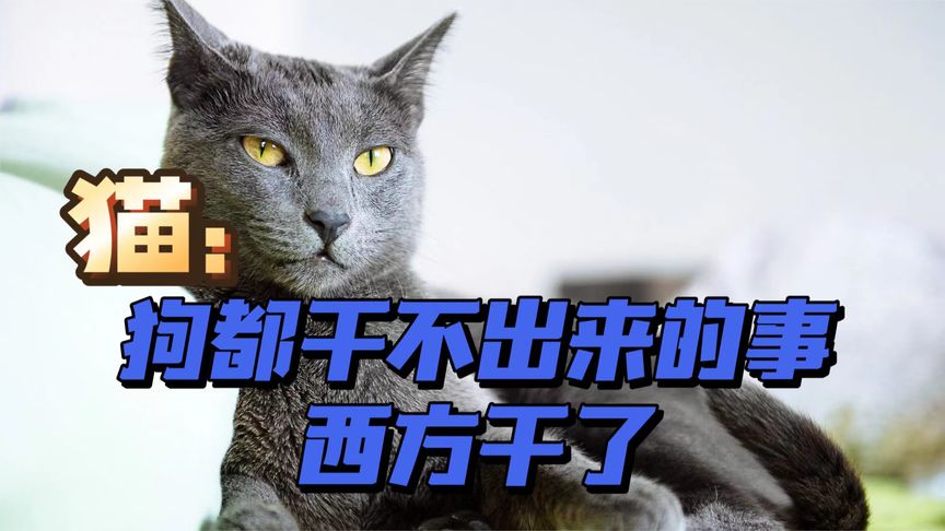 这是什么国际组织?禁止俄罗斯的猫参加选美大赛
