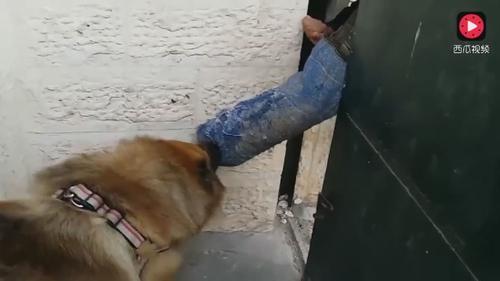 男子作死挑衅藏獒,被激怒的狗狗互怼,藏獒:跟错了啊!