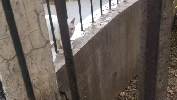 为应付检查而设投毒处,导致流浪猫家族几乎覆灭,如今只剩一只