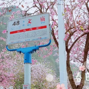 住在出云城的P喵酱 