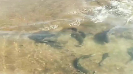 看着活泼得小鱼在游个不停