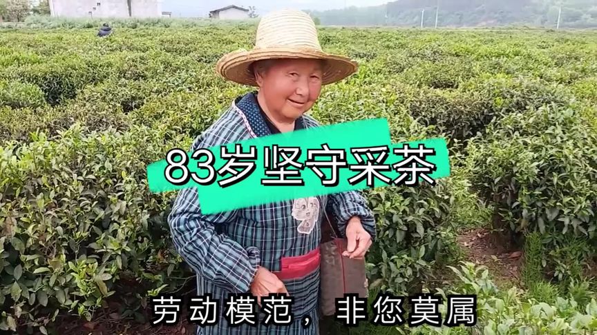 5.1劳模季: 湖北83岁老奶奶采茶叶,用笑容诠释劳动最光荣