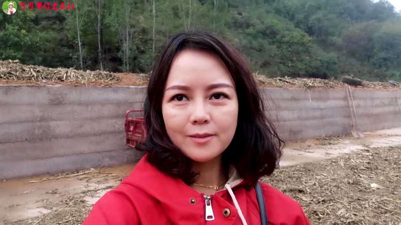 养牛好时机轻松赚百万,别着急,先学习怎么发酵储存草料吧