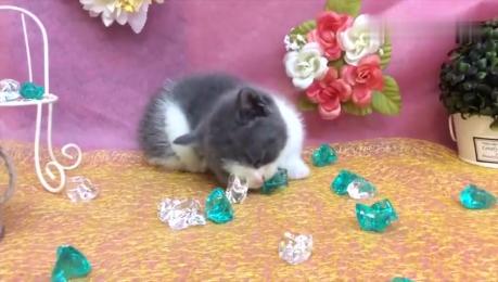 小猫咪的日常活动,太可爱了