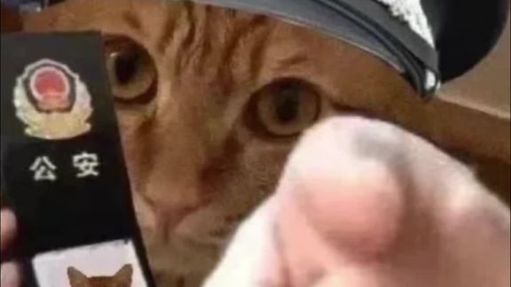 分享一波可以和朋友开黑用的的头像#猫猫狗狗 #拿来吧你