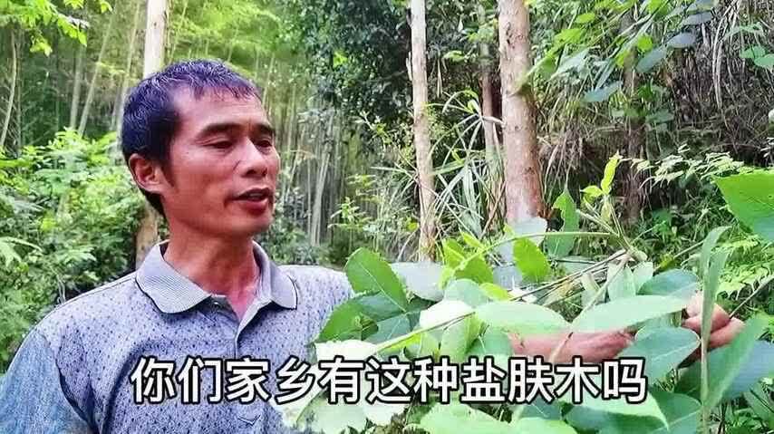 全身是宝的"盐肤木",它的根 叶 花 果都可入药,你知道吗?