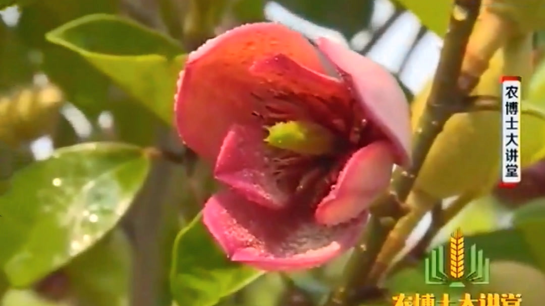 香妃一年四季都开花,开花时会有苹果香,且花色会四季更迭
