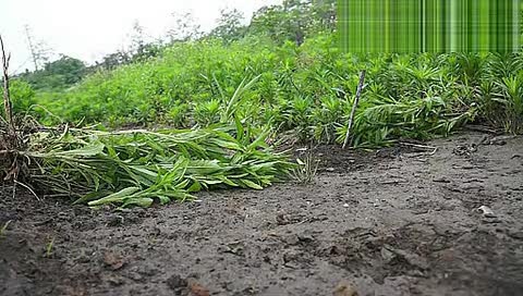 我爱野兔-教你钢丝夹下法,找路 标清