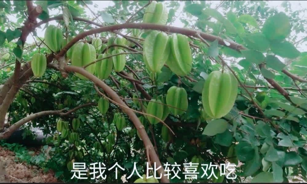 长成这样的杨桃树,你见过吗?世外桃源般的环境欢迎大家来