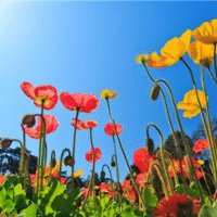 你望穿秋水等的人 