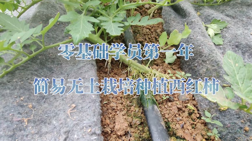 零基础学员第一年简易无土栽培种植西红柿