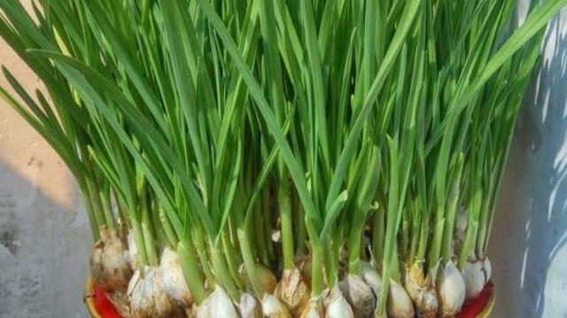 想种蒜苗没有土?教你在家水培大蒜,简单又方便,再也不用买着吃