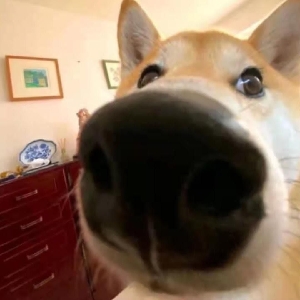 宇宙无敌汪师傅 