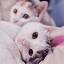 龙猫胡子 