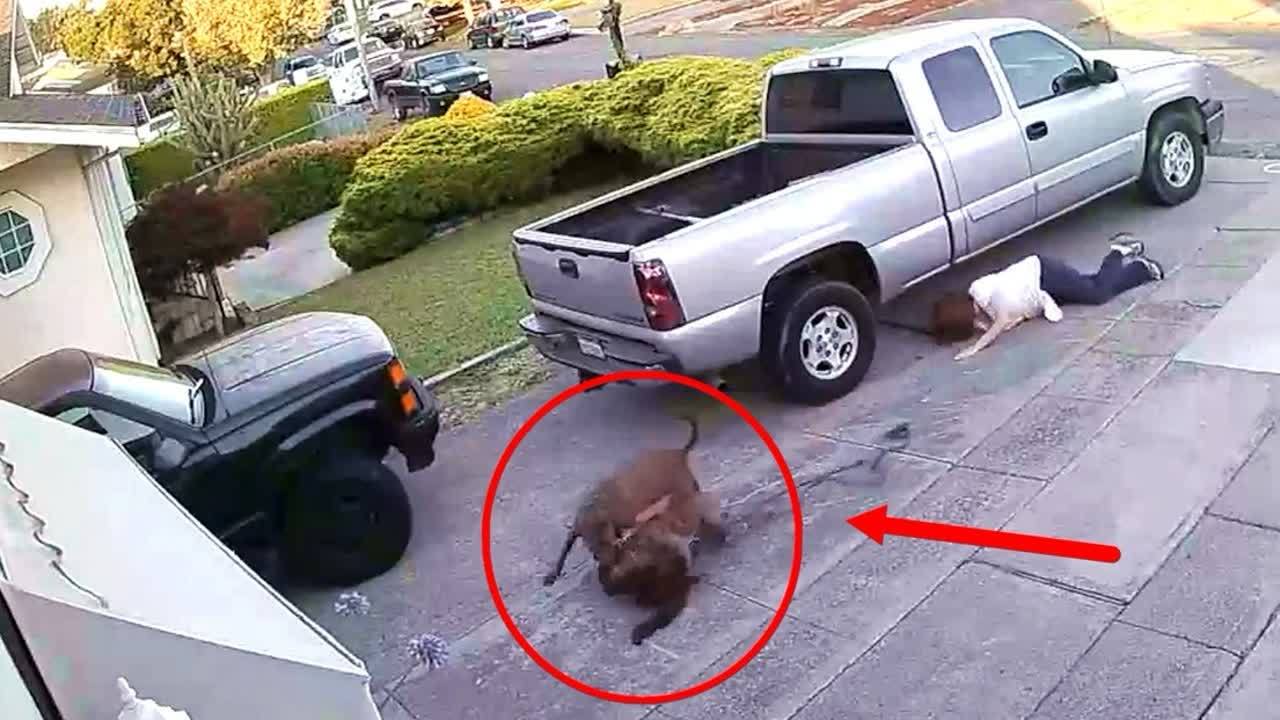 祸从天降!两只恶犬当街撕咬一只猫咪,疯狂模样让人后怕