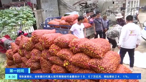 [第一时间]贵州水城:刺梨丰收 统一收购确保果农增收