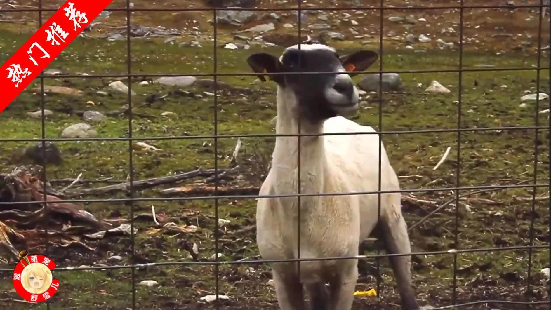 搞笑:羊在围栏的另一边大叫,声音十分的搞笑