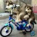 Eric Lawߎ�科隆塑模-罗 