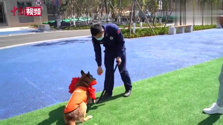 云南:“退休”搜救犬被领养原主人依依不舍
