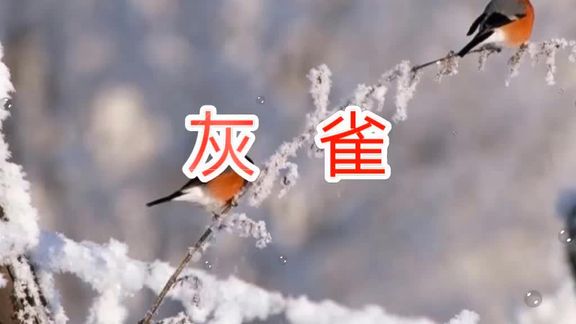 三年级课文朗诵第26课-灰雀