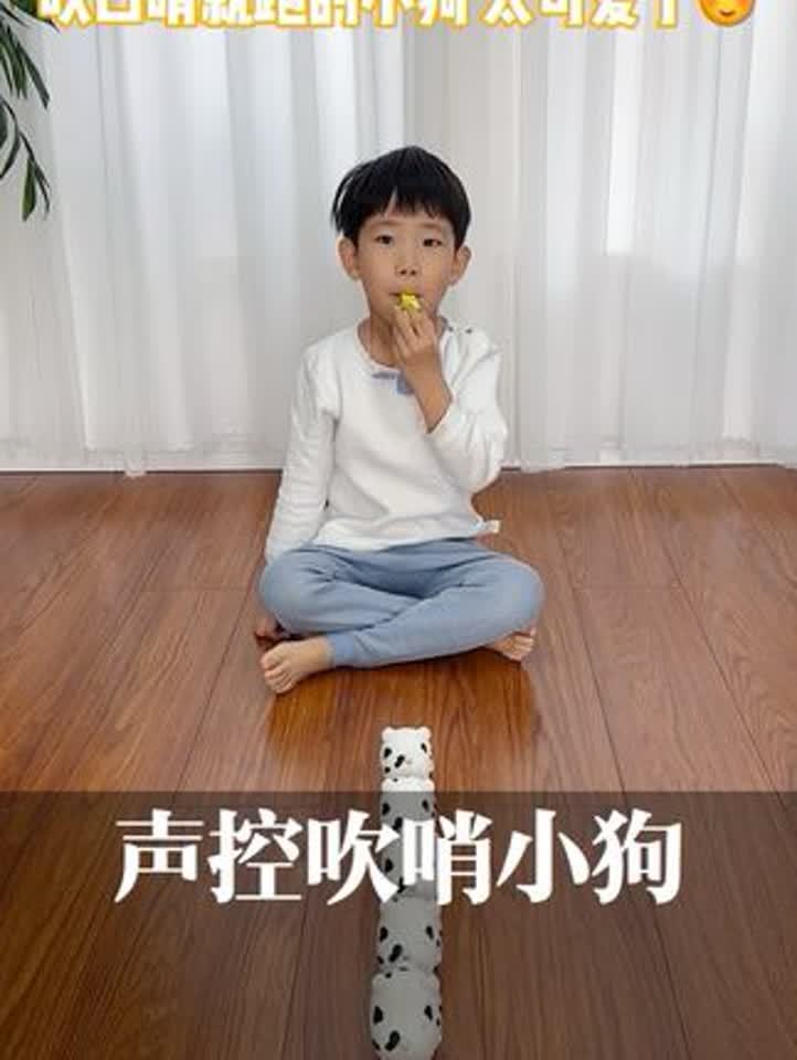 ...几只小狗让儿子玩了一上午,听到口哨就跑个不停,还有灯光和音乐,...