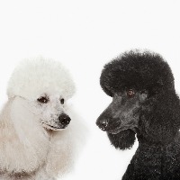 宠物美容师培训学校 