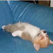 波波丶诺夫斯基 