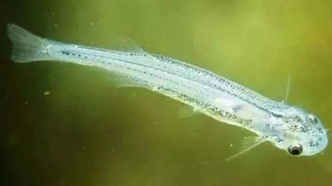 世界上最可怕的鱼,比食人鱼还要恐怖100倍,见了它赶紧跑