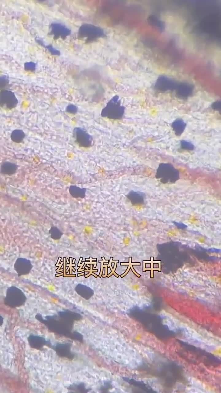 显微镜下的鱼尾巴竟然有血液快速流动