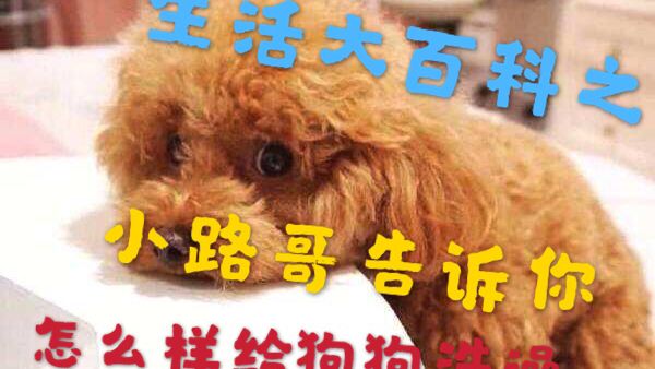 生活大百科之怎样给狗狗洗澡,资深养宠人士告诉你!