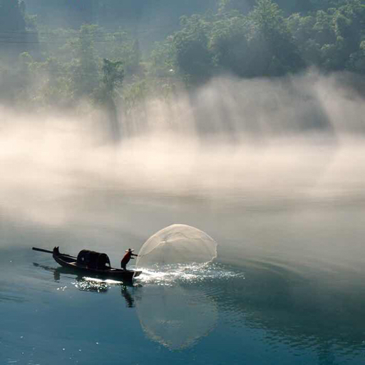 普宁大树 