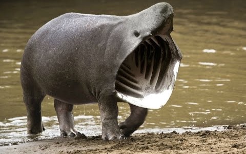 由PS创造出的28个新的动物物种