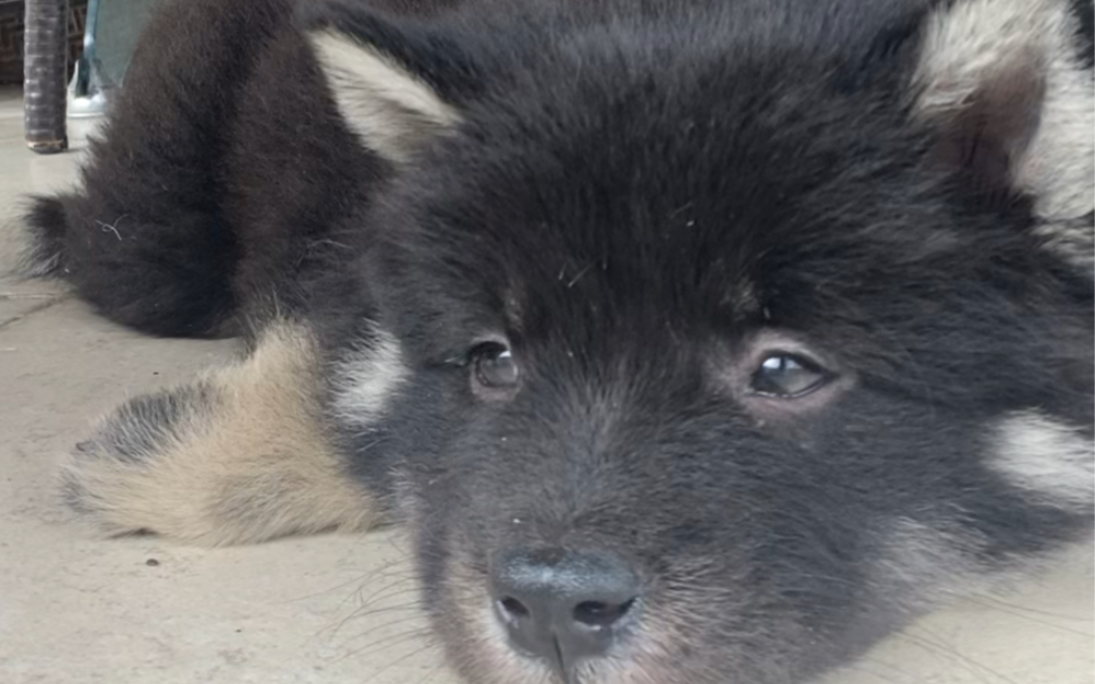 感谢大家对金金的喜爱 有一个坏消息 金金感冒了 带去医院检测 得了犬瘟