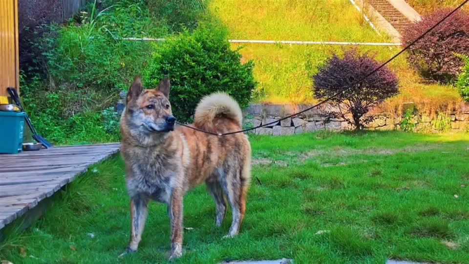 第一届杭州地区中华田园犬宣传文化节期待你的关注和参与