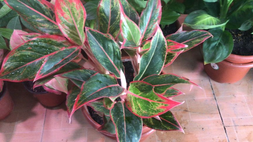 免浇水无土栽培花卉万年红 环保省事成活率高 35元/盆