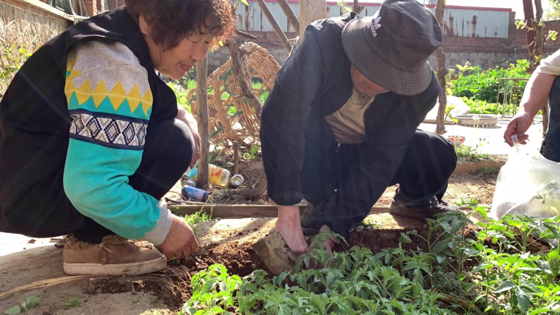 二舅育的西红柿苗可以移栽了,左邻右舍都来挖,期待西红柿丰收